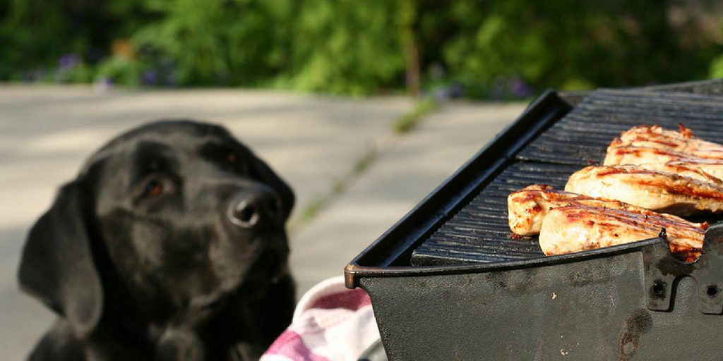 Barbeque Safety For Dogs | Cat & Dog Clinic of Bellevue