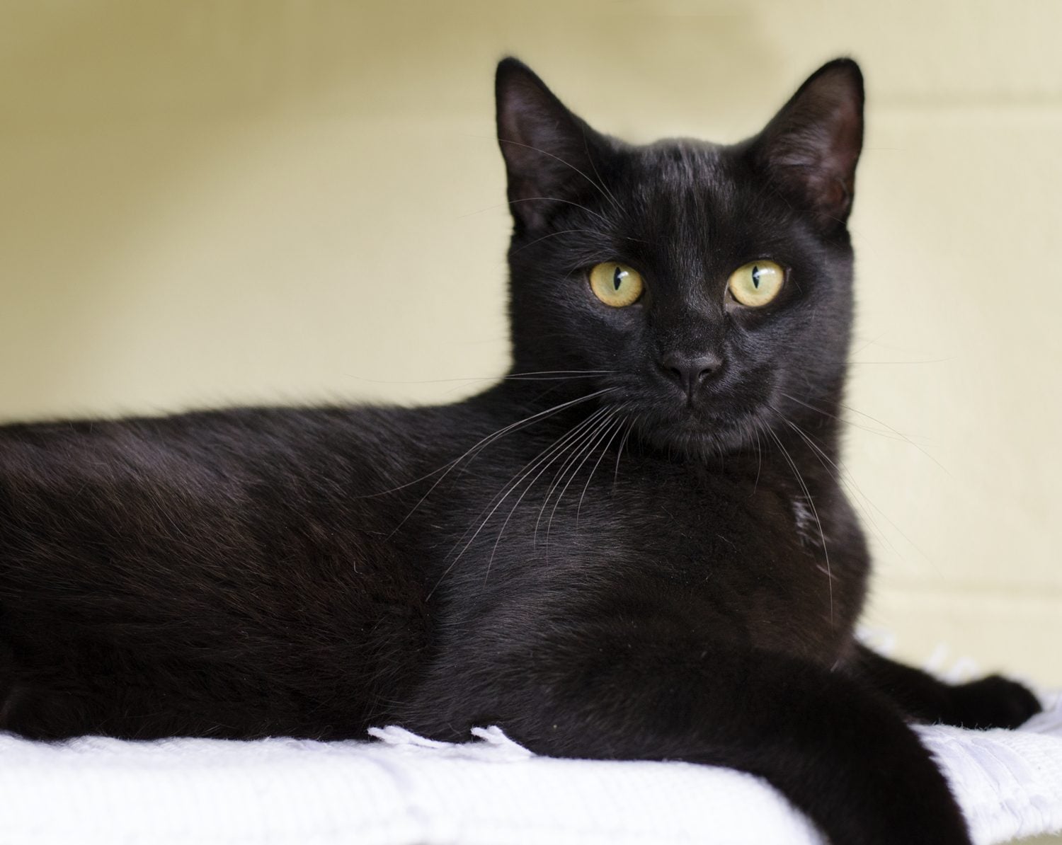 Reasons To Appreciate Black Cats | Cat & Dog Clinic of Bellevue